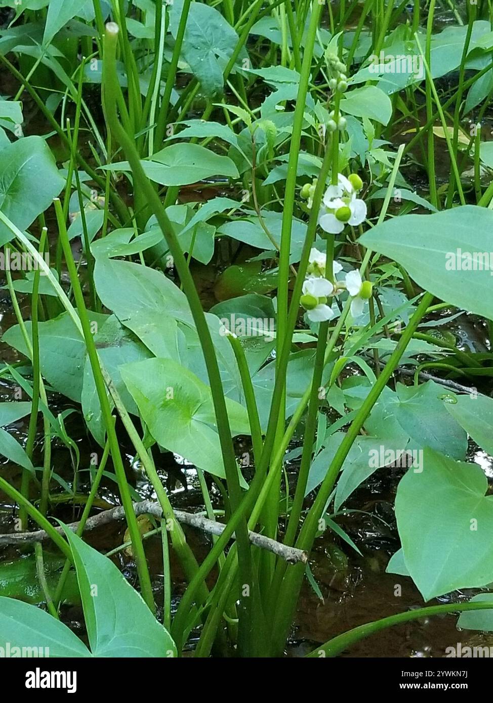 broadleaf arrowhead (Sagittaria latifolia Stock Photo - Alamy