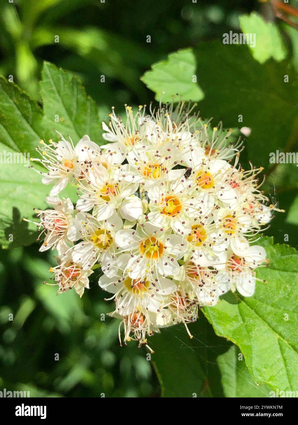 common ninebark (Physocarpus opulifolius Stock Photo - Alamy