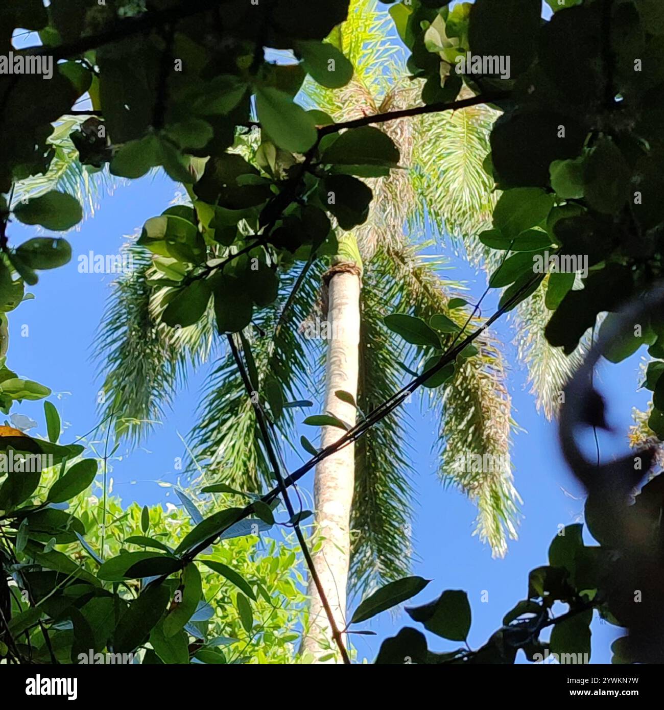 Royal Palm (Roystonea regia Stock Photo - Alamy