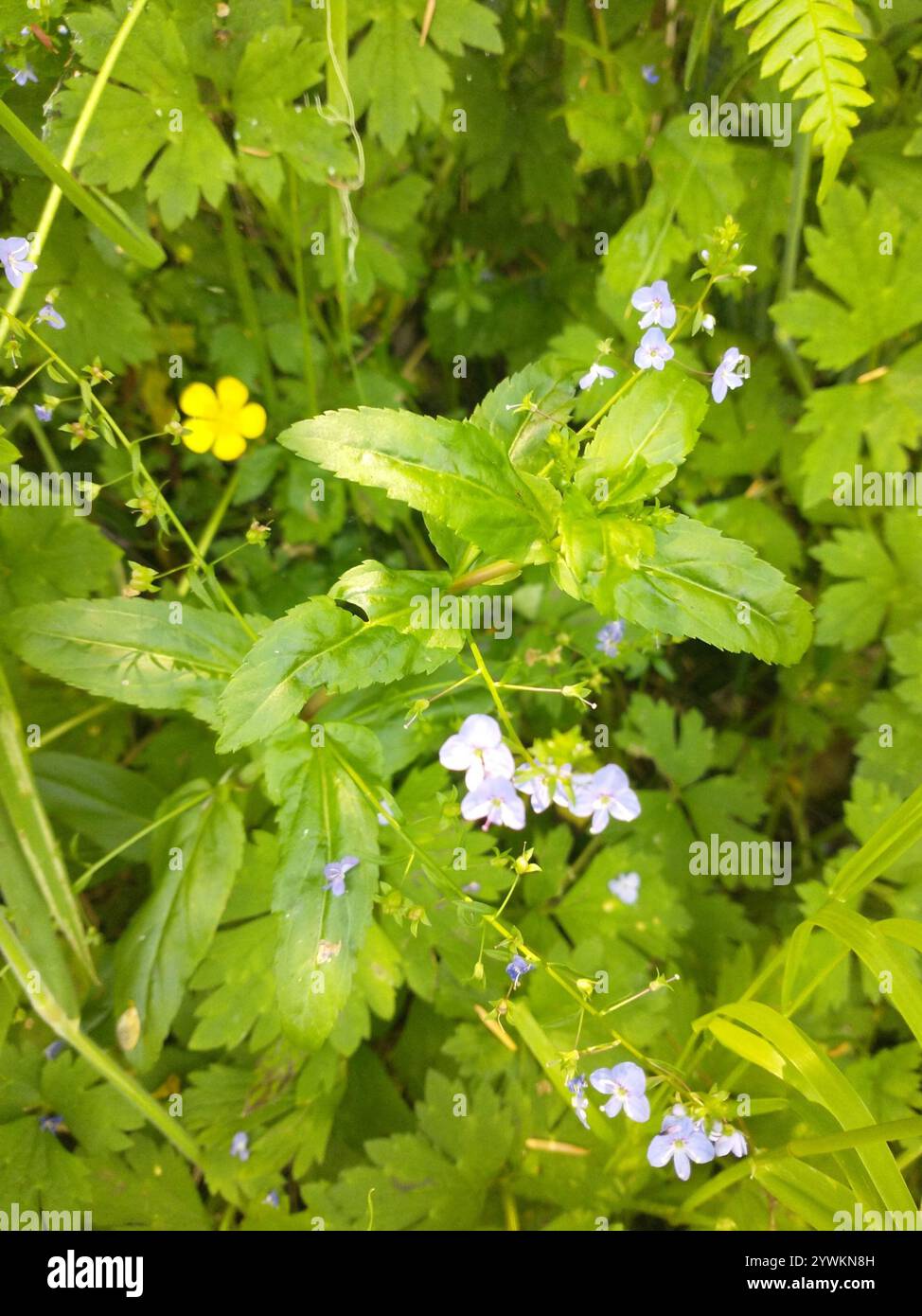 American brooklime hi-res stock photography and images - Alamy