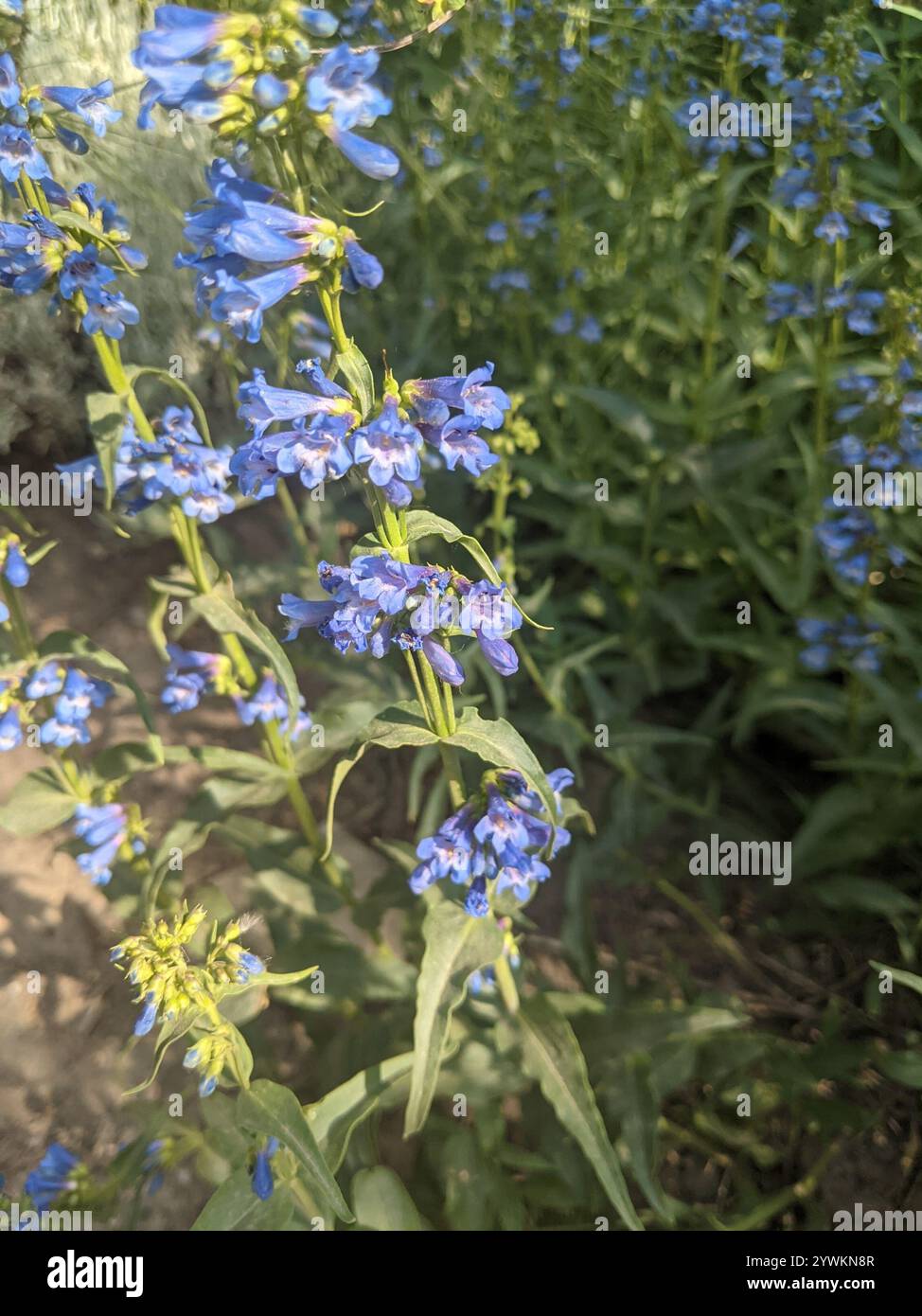 Watson's Penstemon (Penstemon watsonii Stock Photo - Alamy