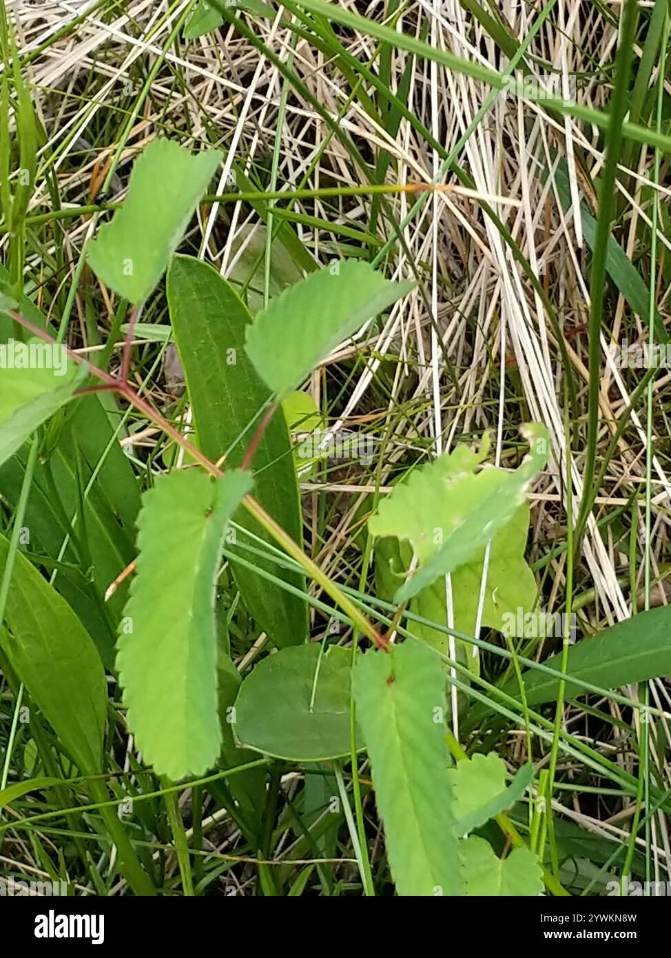 Sanguisorba canadensis hi-res stock photography and images - Alamy