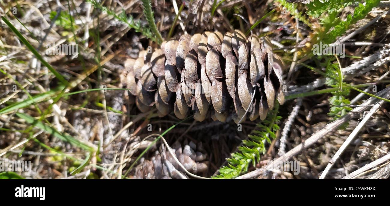 Siberian spruce (Picea obovata Stock Photo - Alamy