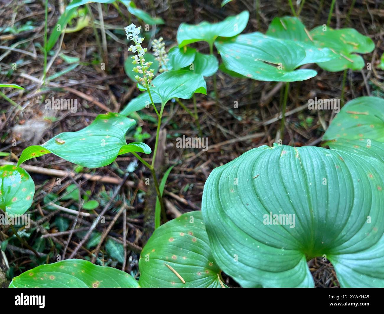 Western Lily of the Valley (Maianthemum dilatatum Stock Photo - Alamy