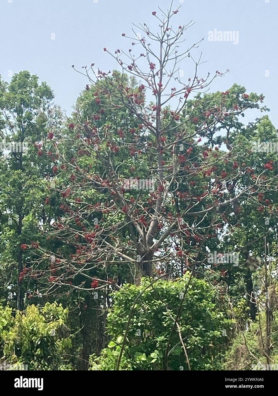 Red Silk Cotton Tree (Bombax ceiba Stock Photo - Alamy