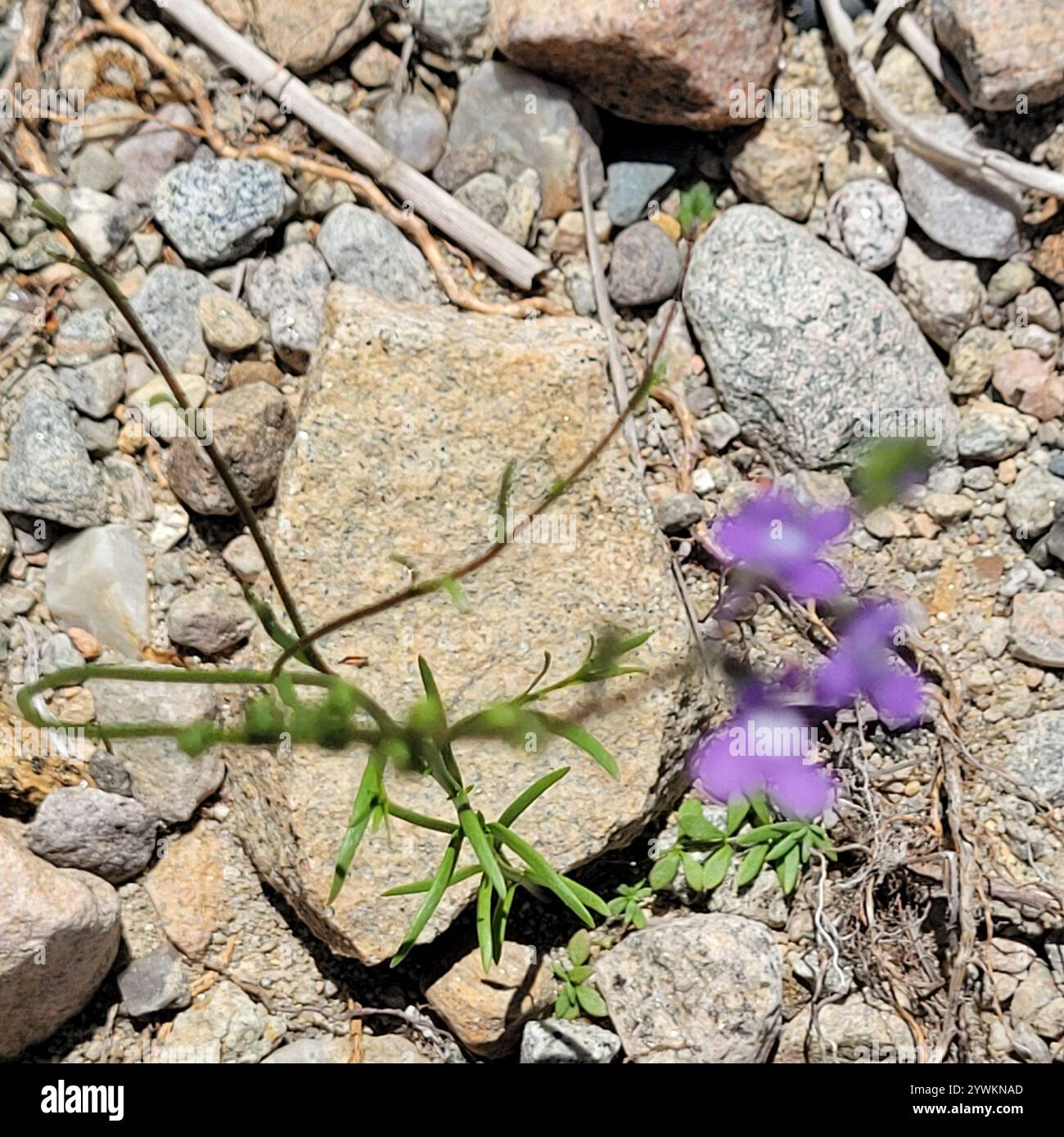 blue toadflax (Nuttallanthus canadensis Stock Photo - Alamy
