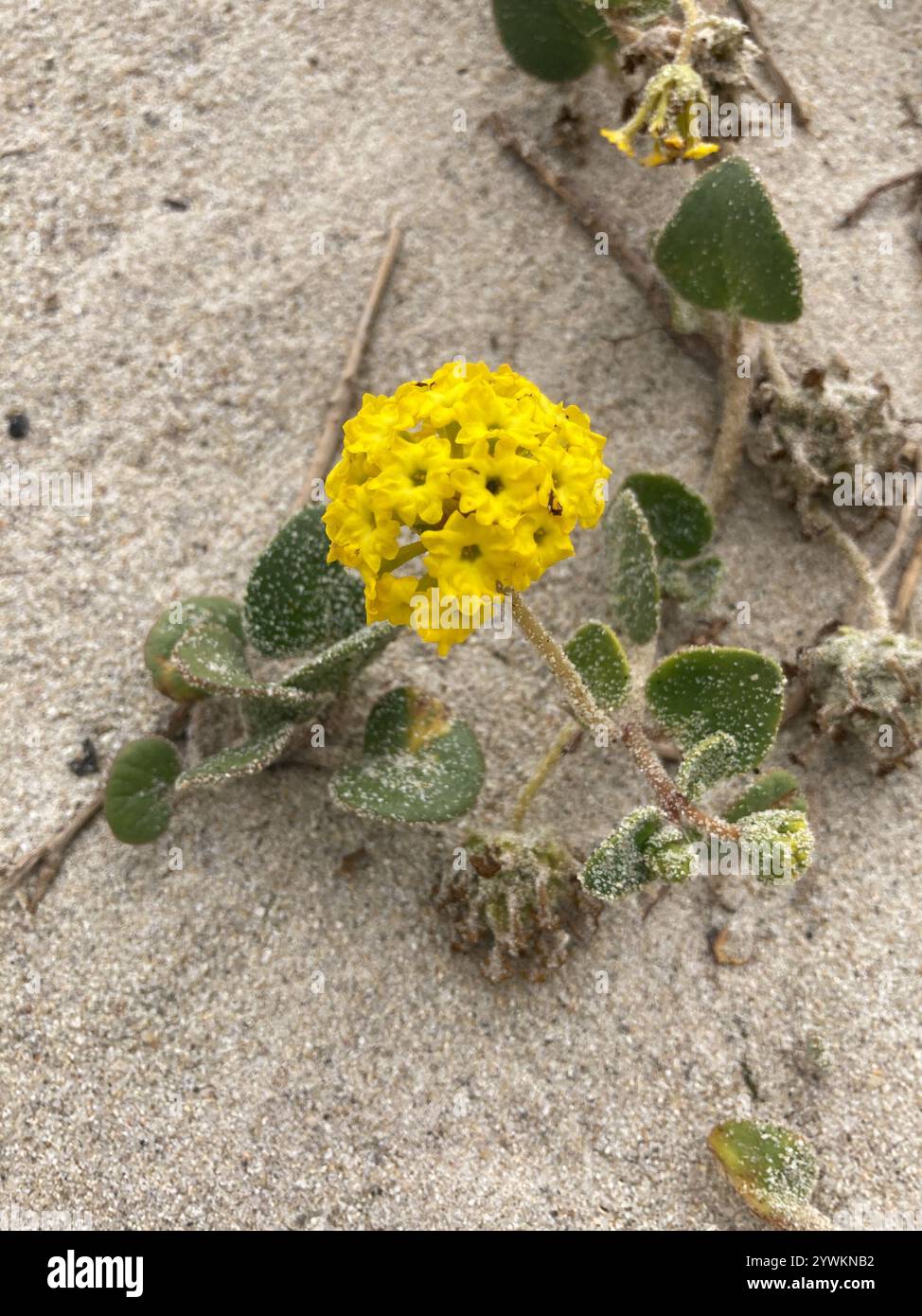 Yellow Sand Verbena (Abronia latifolia Stock Photo - Alamy