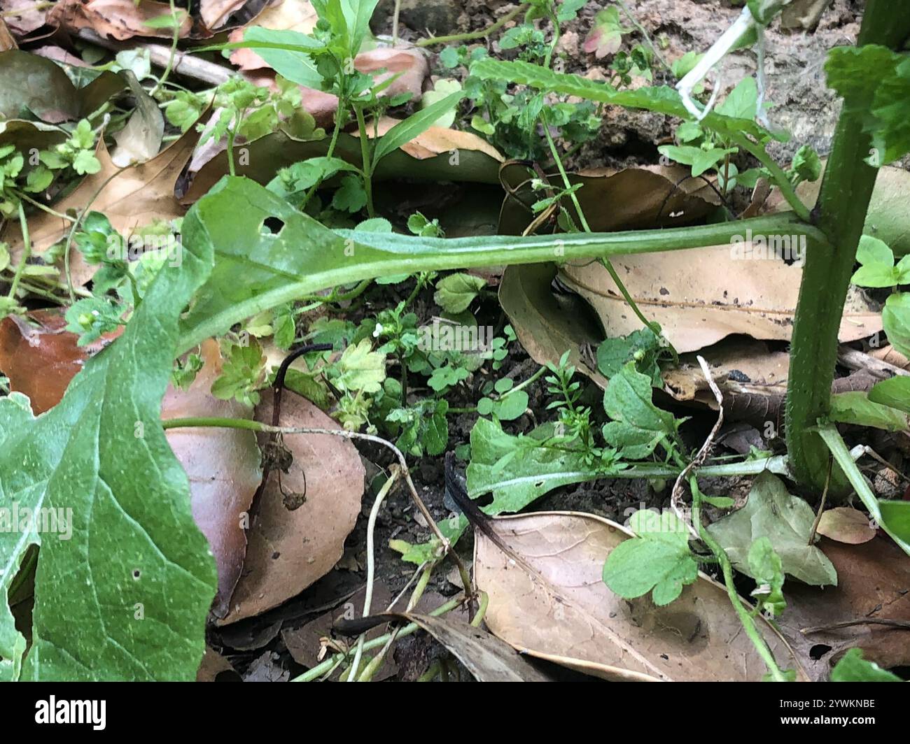 charlock (Mutarda arvensis Stock Photo - Alamy