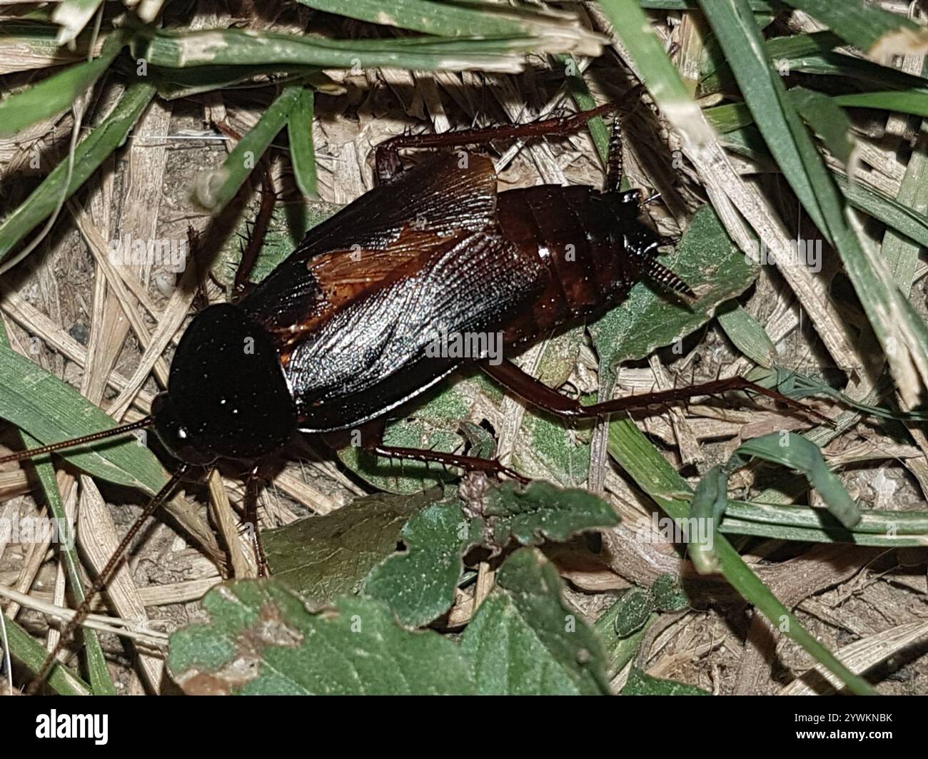 Oriental Cockroach (Blatta orientalis Stock Photo - Alamy