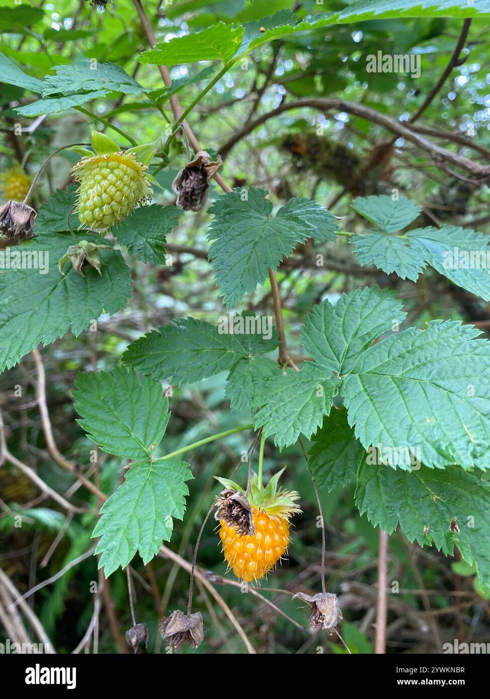 Salmonberry (Rubus spectabilis Stock Photo - Alamy