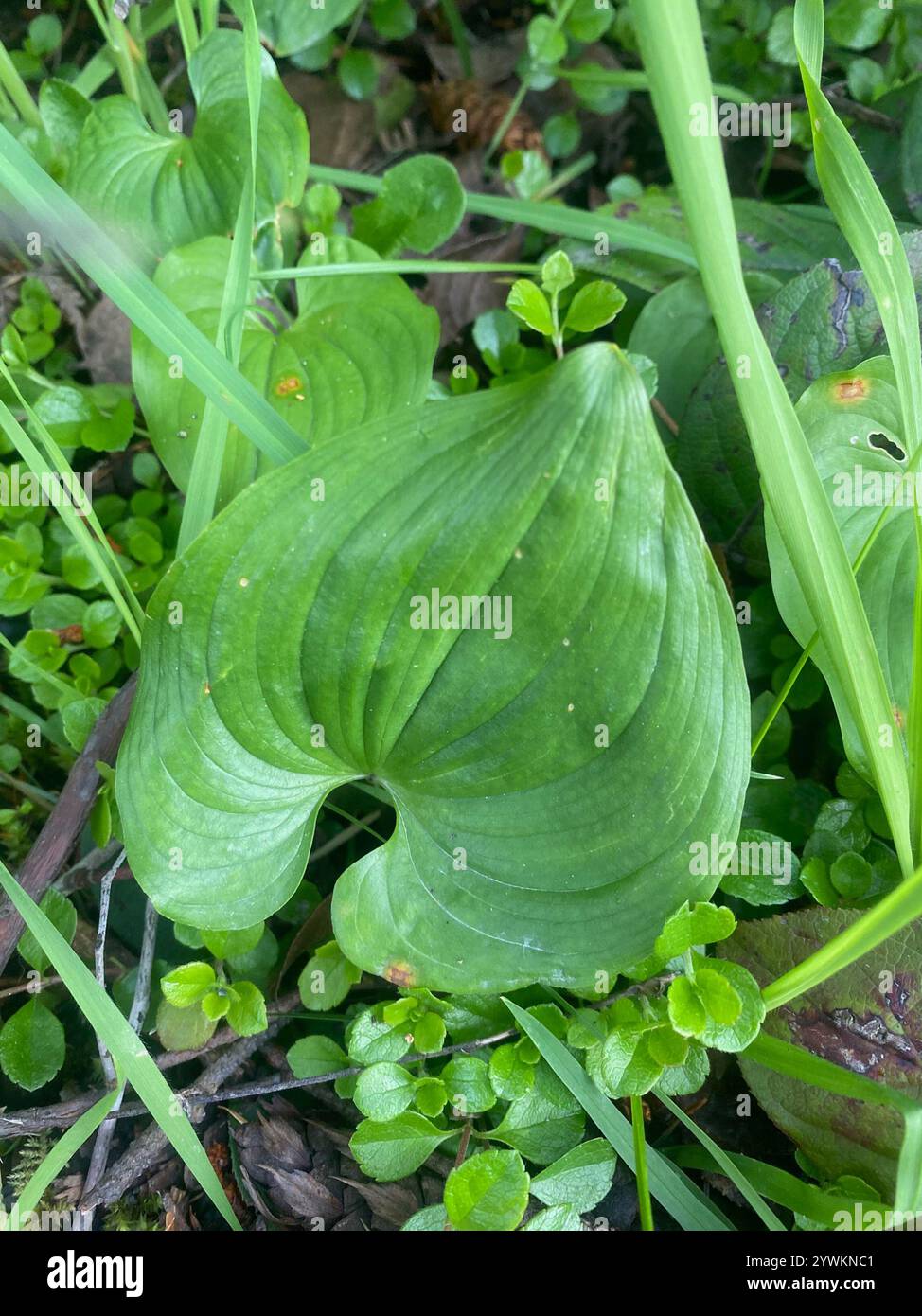 Western Lily of the Valley (Maianthemum dilatatum Stock Photo - Alamy