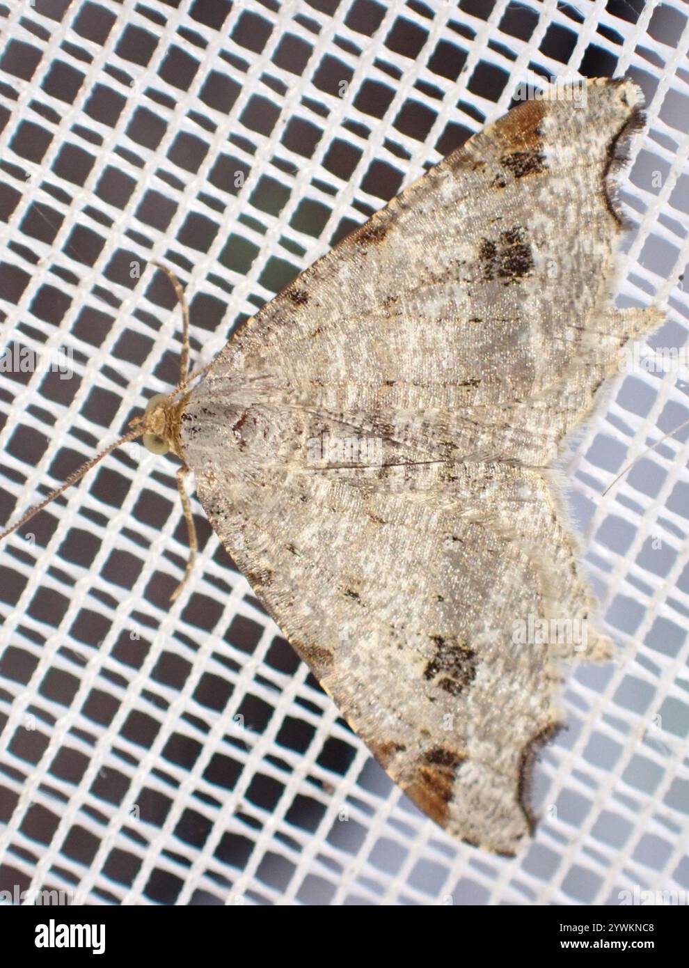 Sharp-angled Peacock Moth (Macaria alternata Stock Photo - Alamy