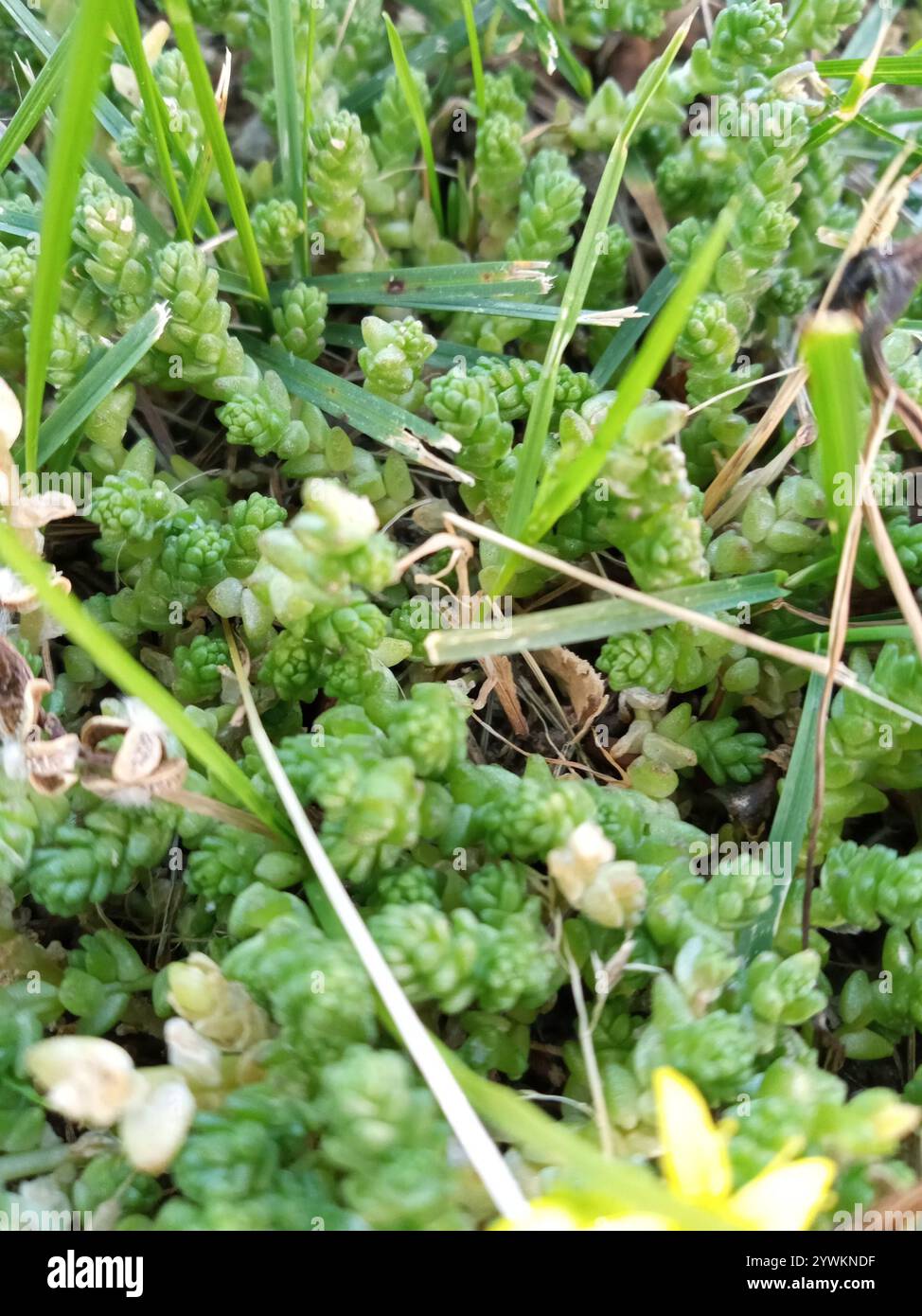 Biting Stonecrop (Sedum acre Stock Photo - Alamy