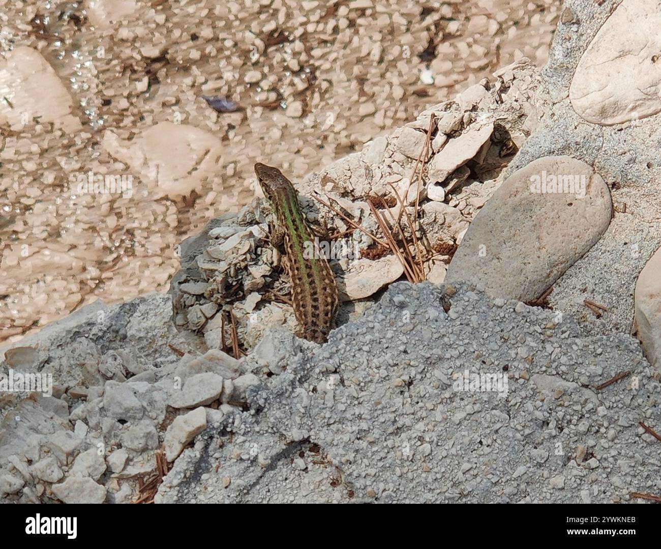 Italian Wall Lizard (Podarcis siculus Stock Photo - Alamy