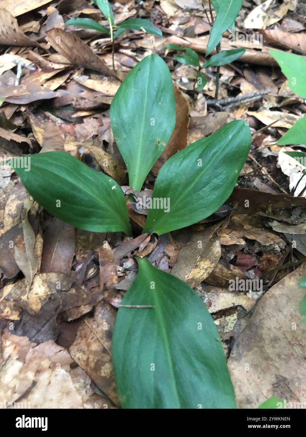 devil's bit (Chamaelirium luteum Stock Photo - Alamy