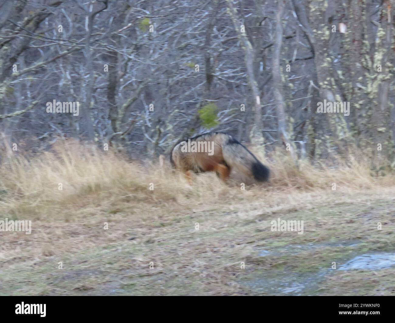 Culpeo (Lycalopex culpaeus Stock Photo - Alamy