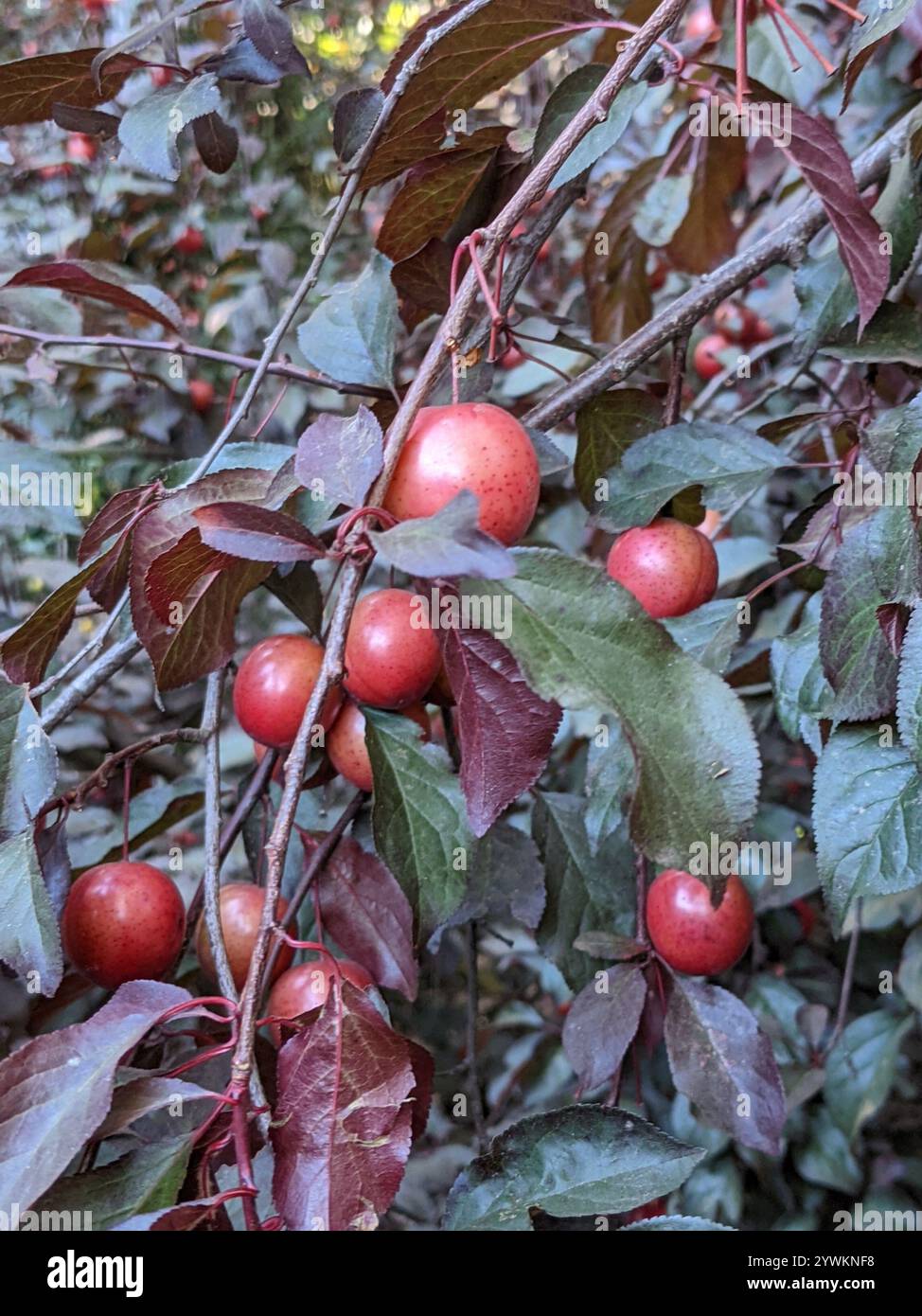 Cherry-plum (Prunus cerasifera Stock Photo - Alamy