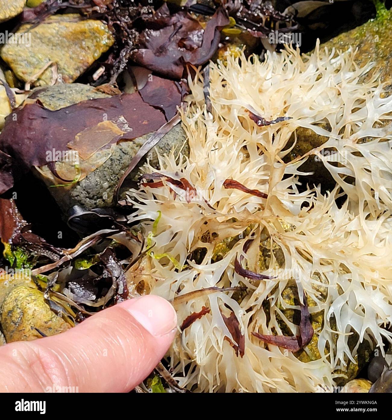 Irish Moss (Chondrus crispus Stock Photo - Alamy