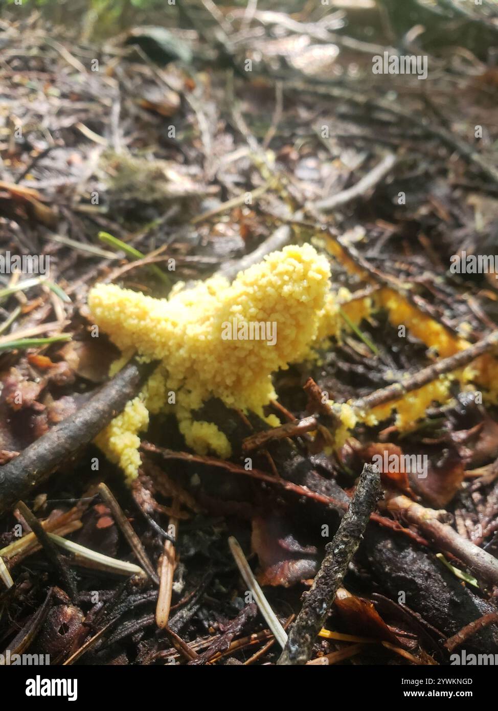 Dog Sick Slime Mould (Didymium spongiosum Stock Photo - Alamy