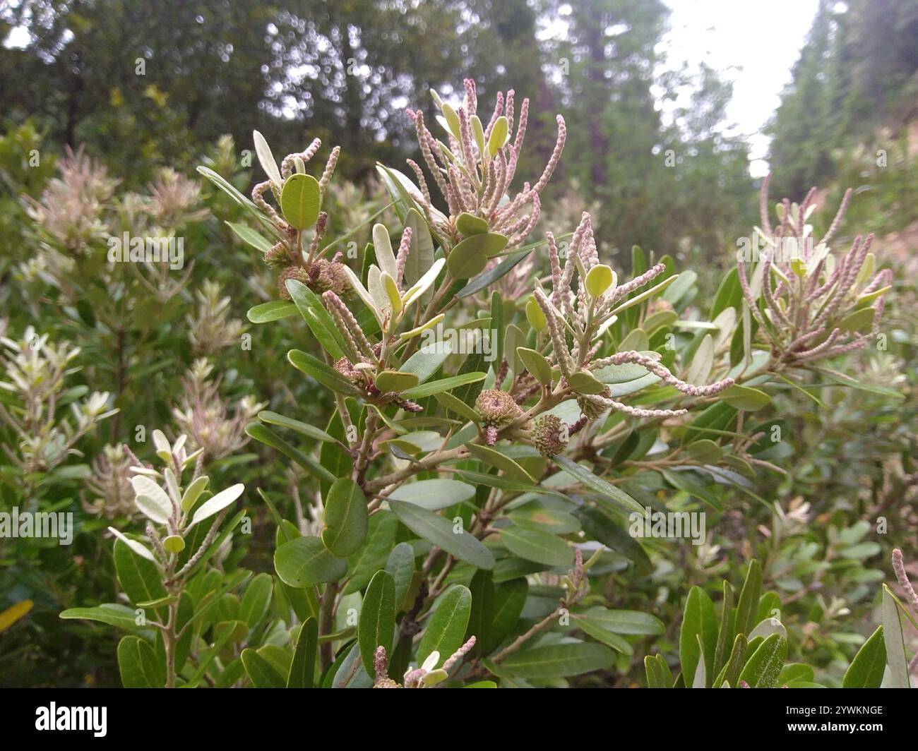 Bush Tanoak (Notholithocarpus densiflorus echinoides Stock Photo - Alamy