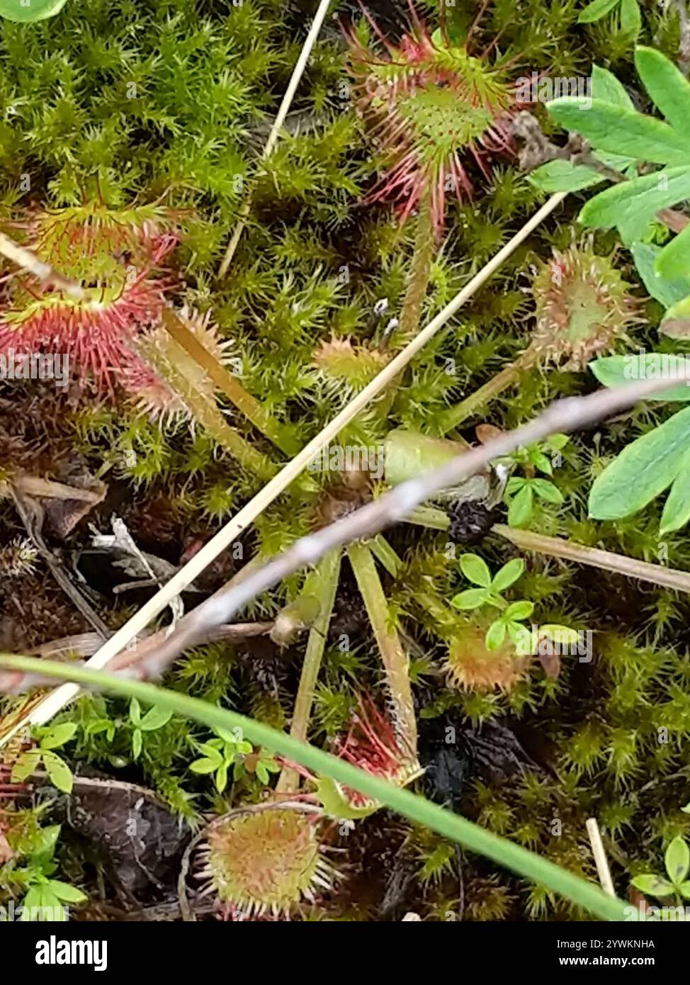 round-leaved sundew (Drosera rotundifolia Stock Photo - Alamy