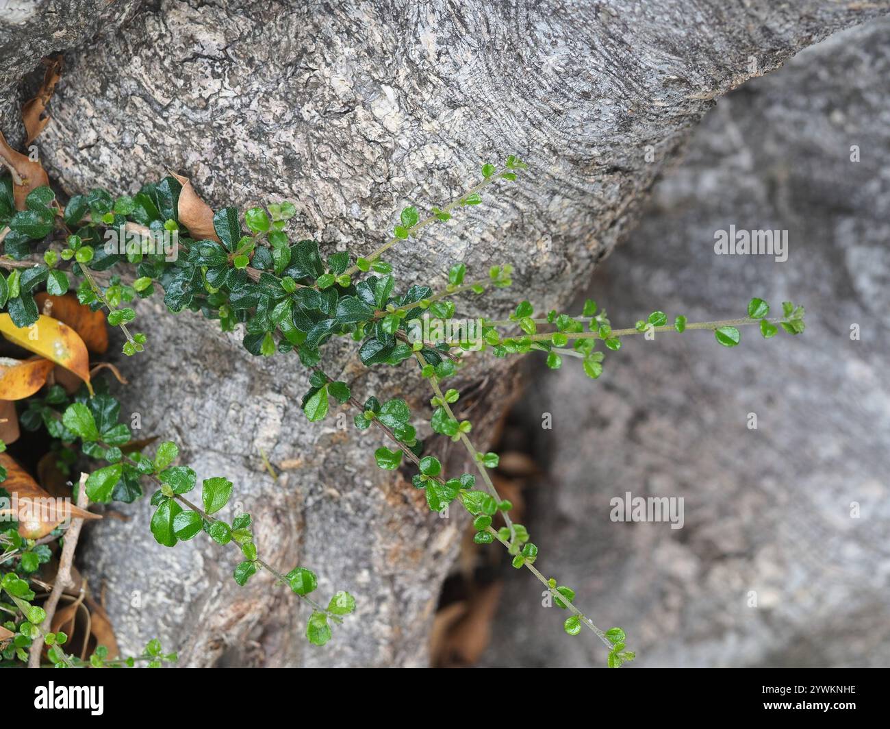 Fukien tea tree (Ehretia microphylla Stock Photo - Alamy