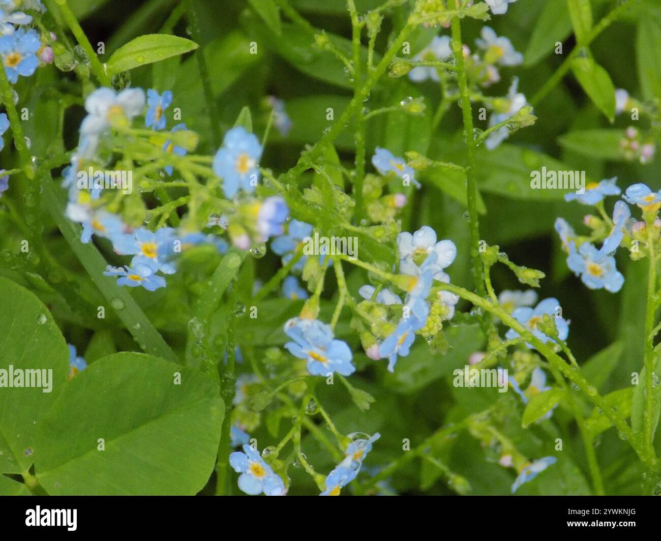 water forget-me-not (Myosotis scorpioides Stock Photo - Alamy