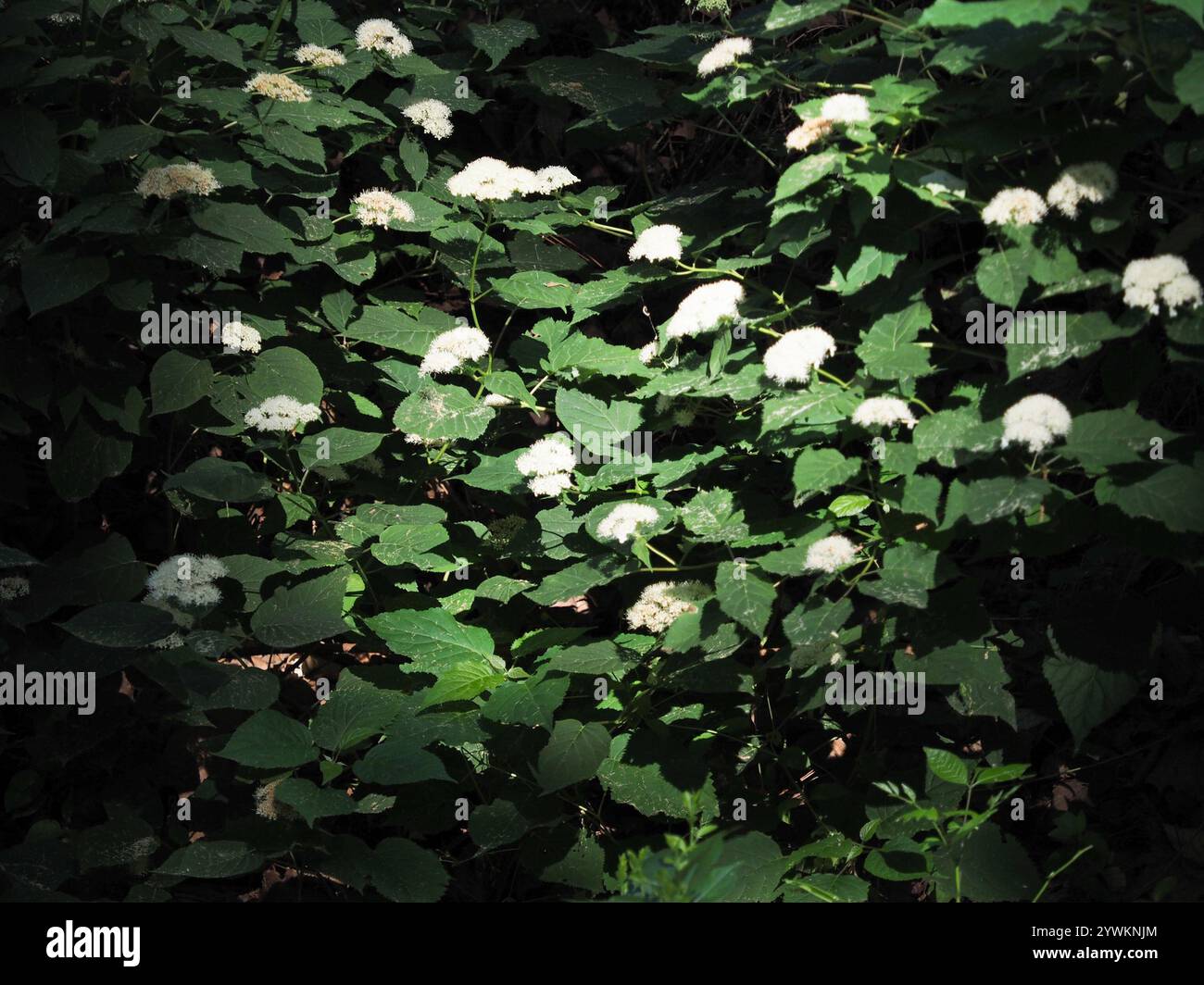 wild hydrangea (Hydrangea arborescens Stock Photo - Alamy
