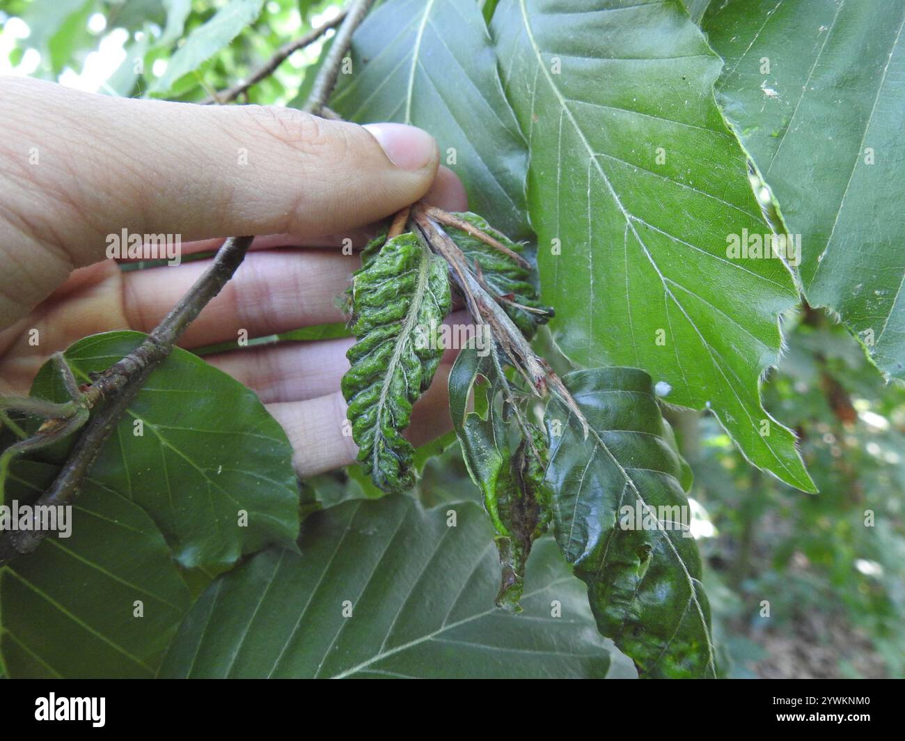 Woolly Beech Aphid (Phyllaphis fagi Stock Photo - Alamy