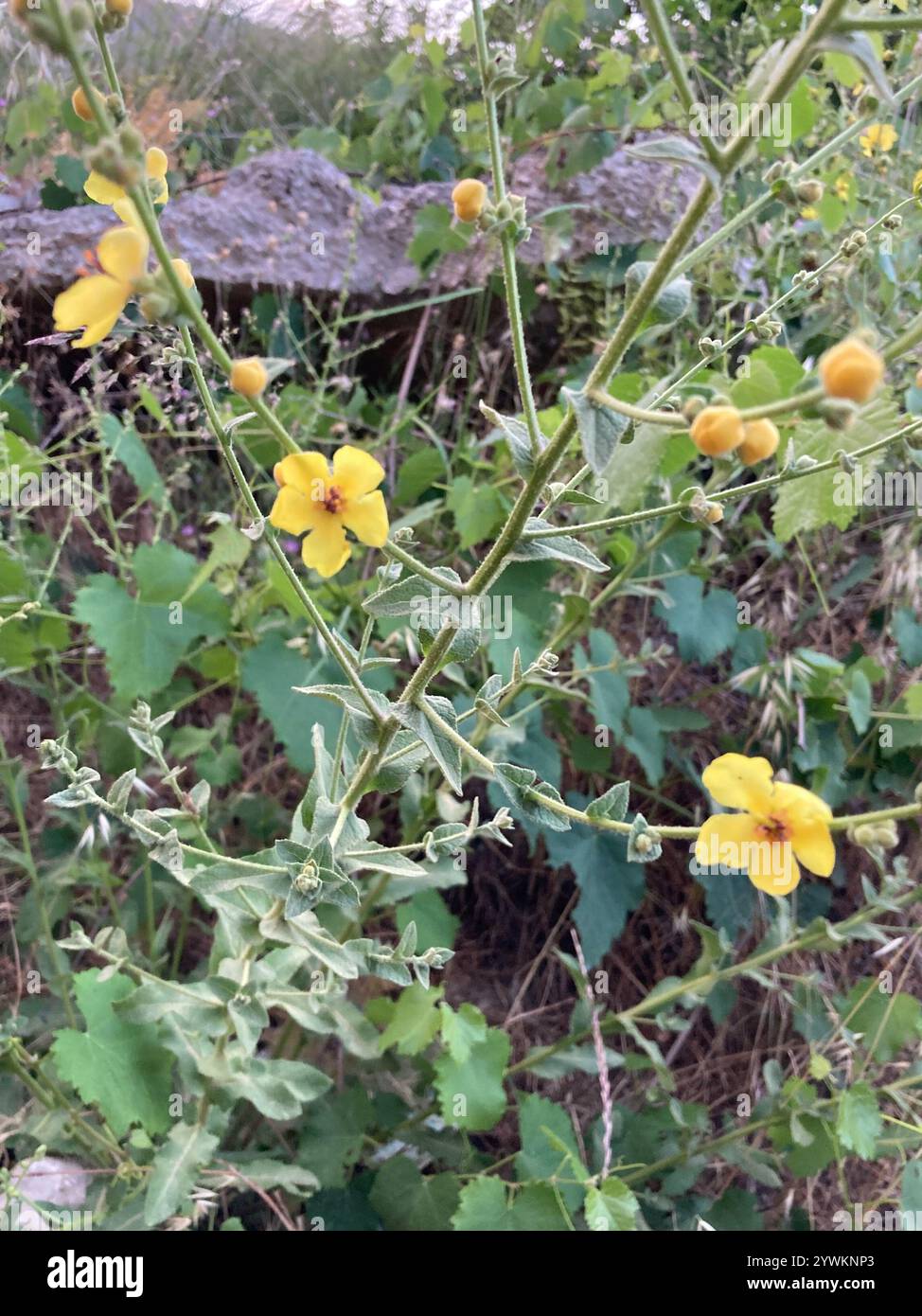 Wavyleaf mullein hi-res stock photography and images - Alamy