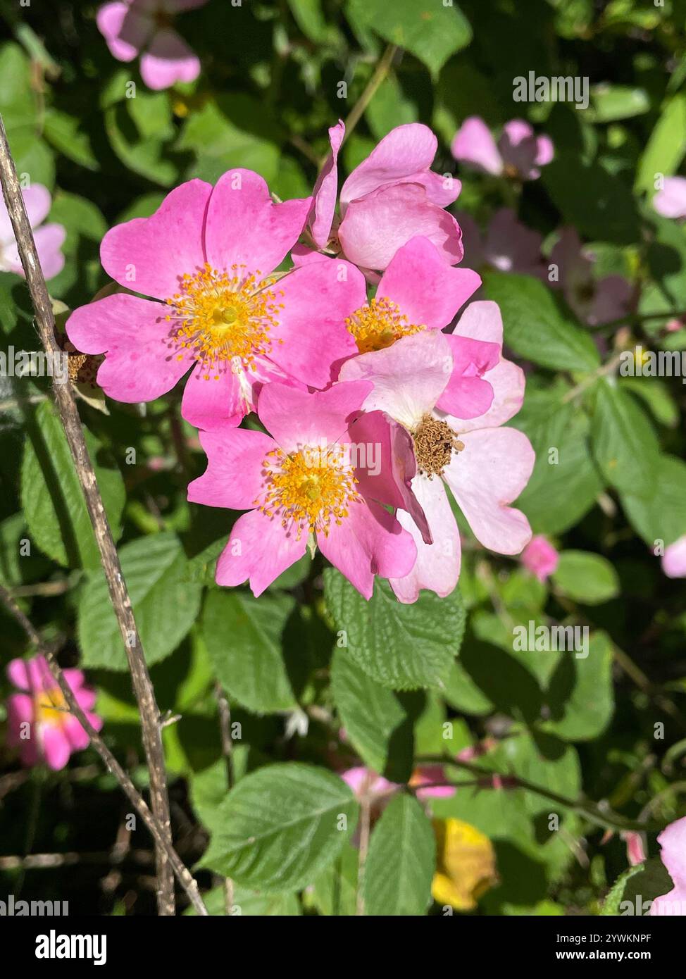 climbing prairie rose (Rosa setigera Stock Photo - Alamy