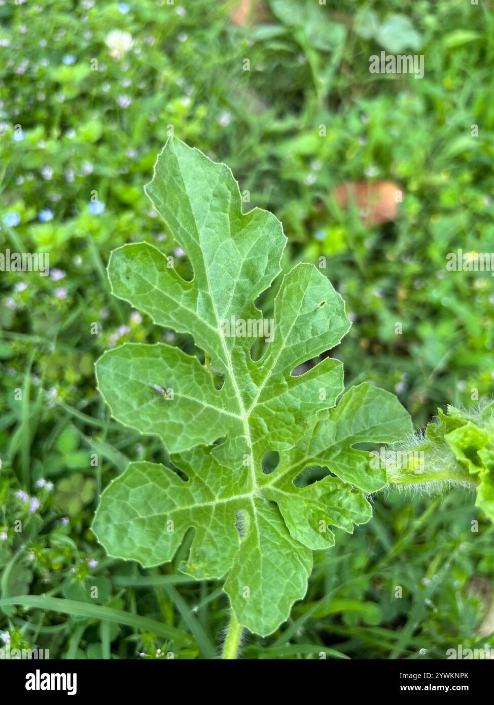 Watermelon (Citrullus lanatus Stock Photo - Alamy