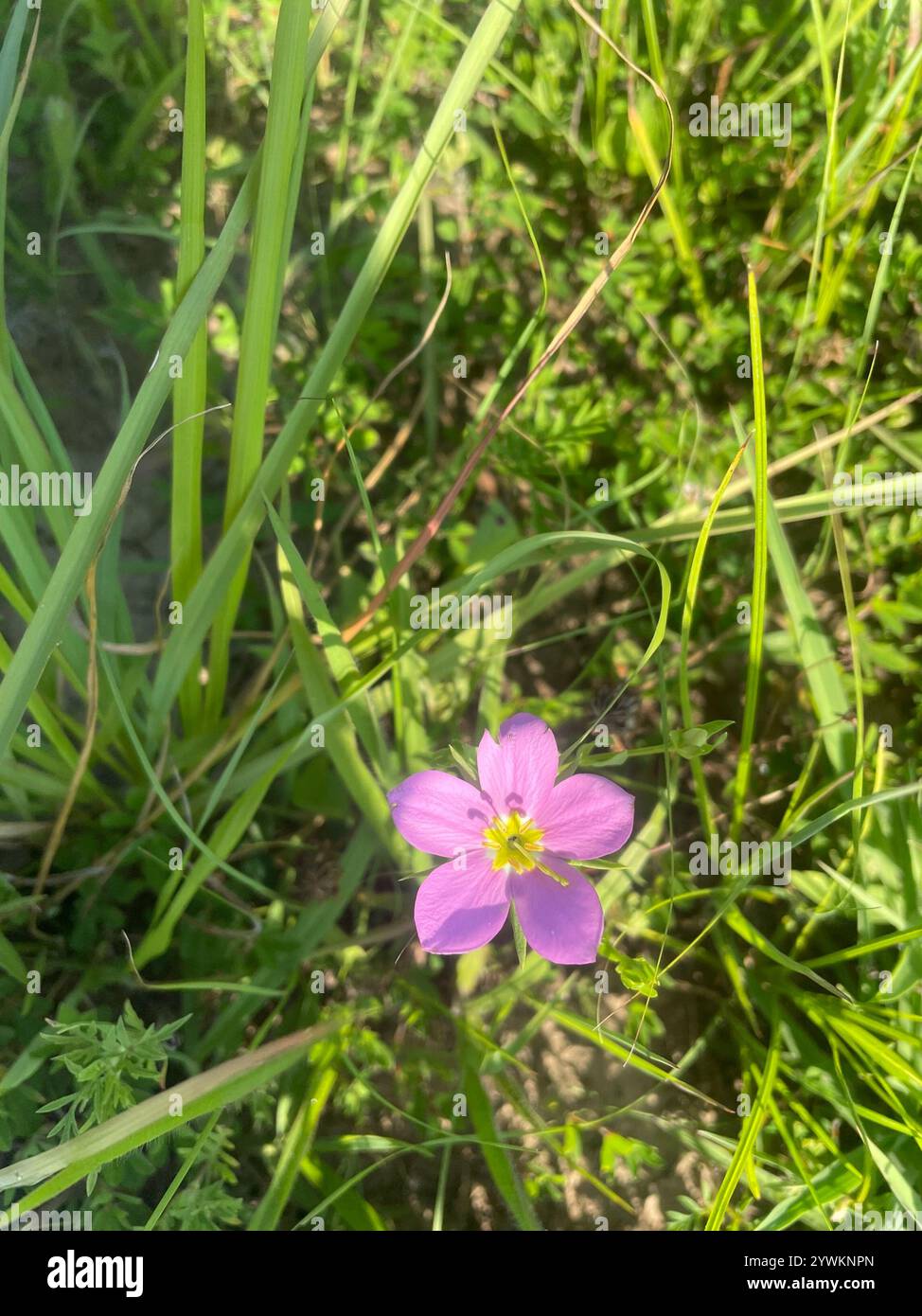Meadow Pink (Sabatia campestris Stock Photo - Alamy