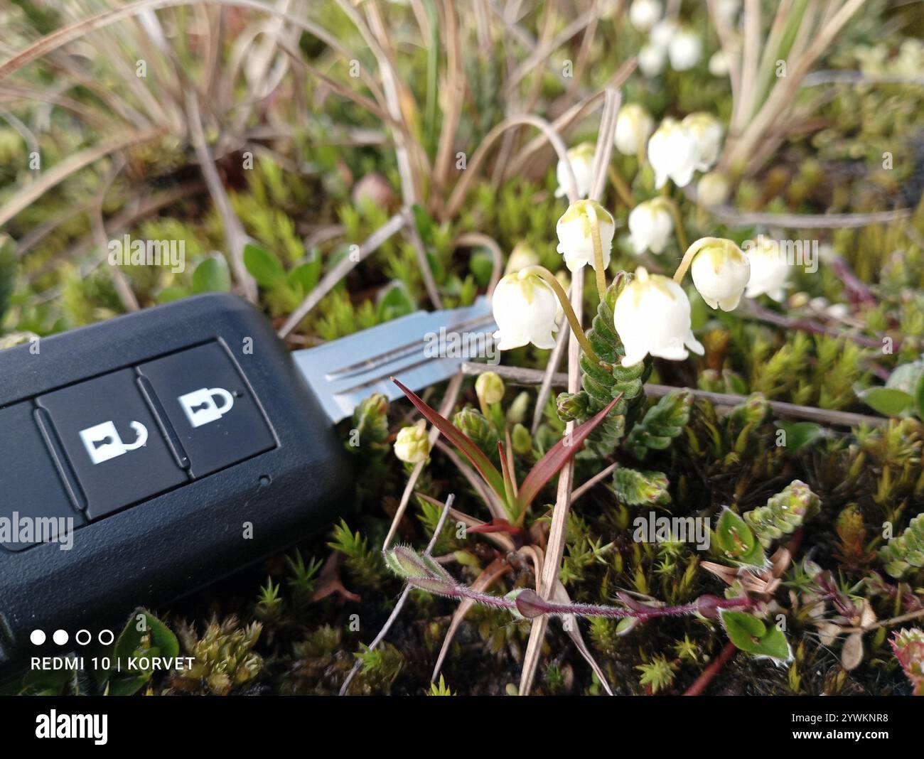 Arctic bell-heather (Cassiope tetragona Stock Photo - Alamy