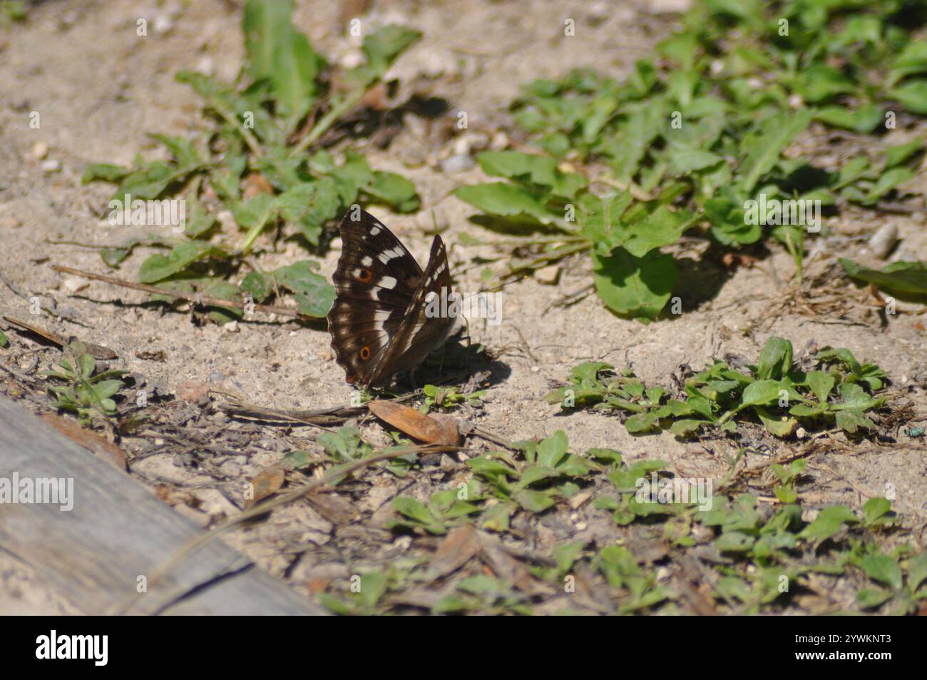 Lesser Purple Emperor (Apatura ilia Stock Photo - Alamy