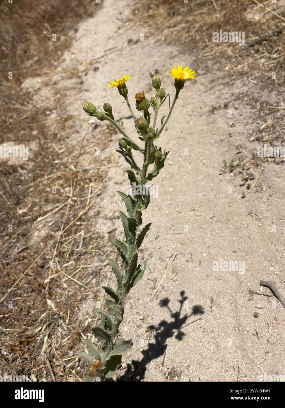 Telegraphweed (Heterotheca grandiflora Stock Photo - Alamy
