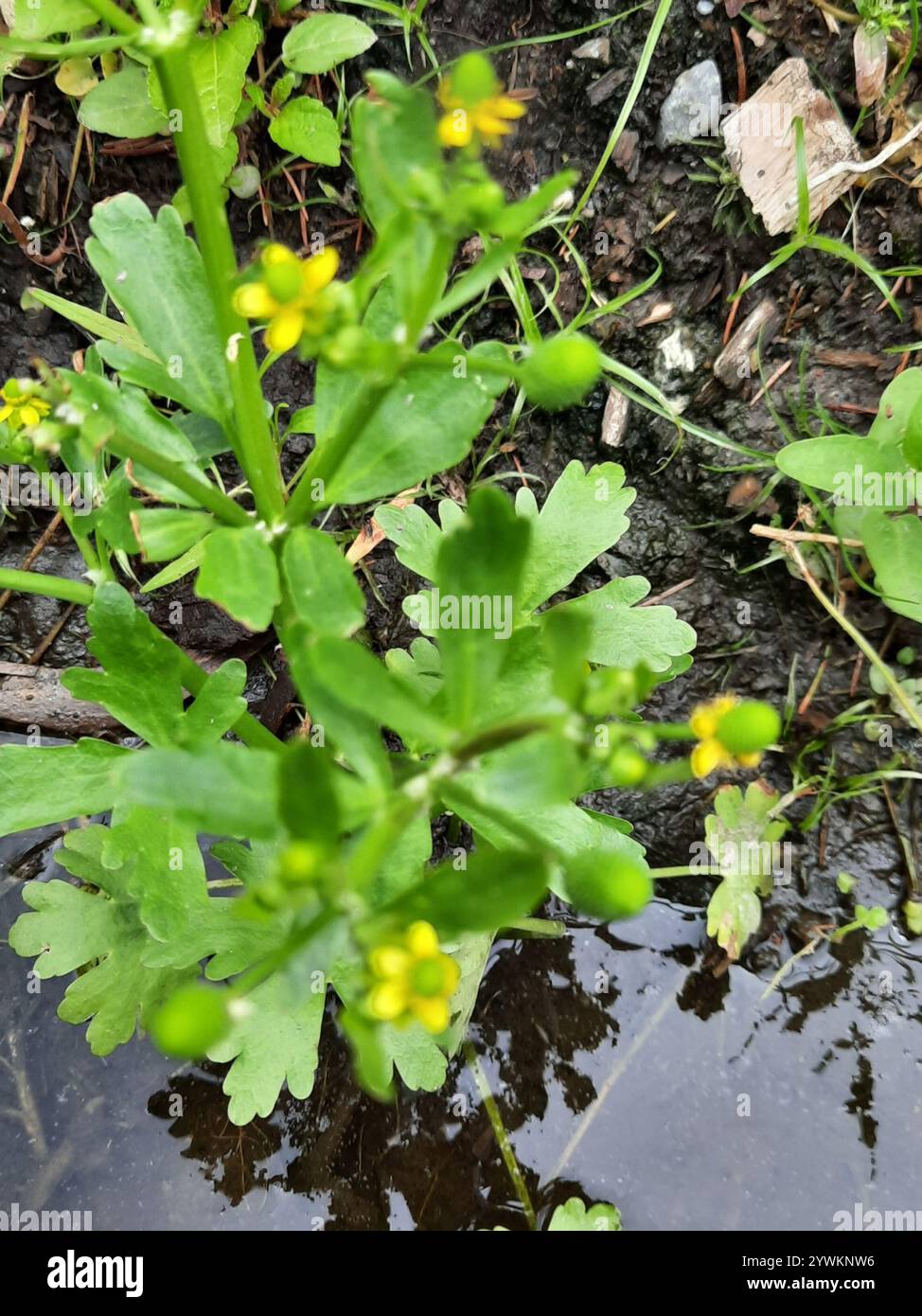 cursed crowfoot (Ranunculus sceleratus Stock Photo - Alamy