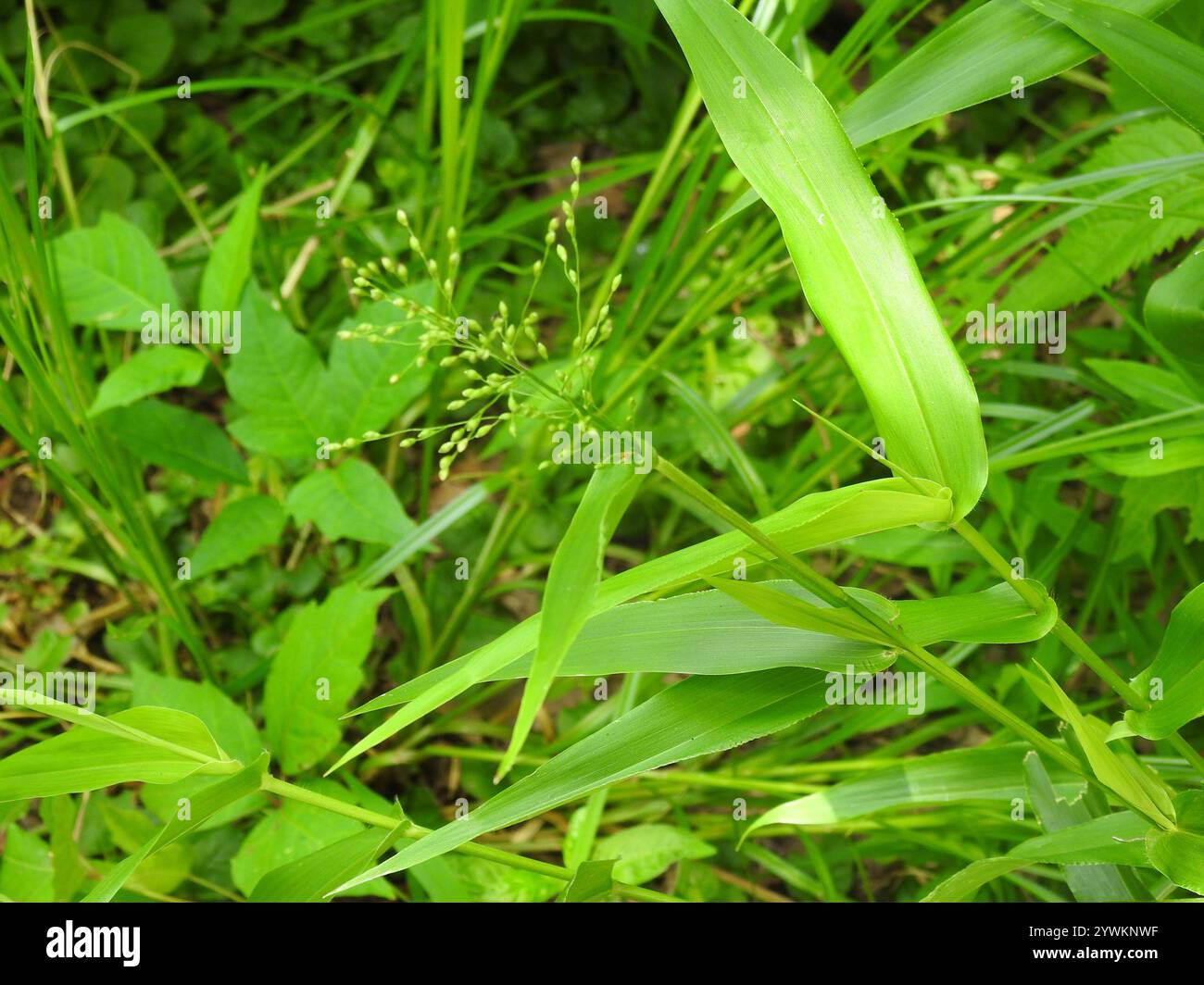 broad-leaved panic grass (Dichanthelium latifolium Stock Photo - Alamy