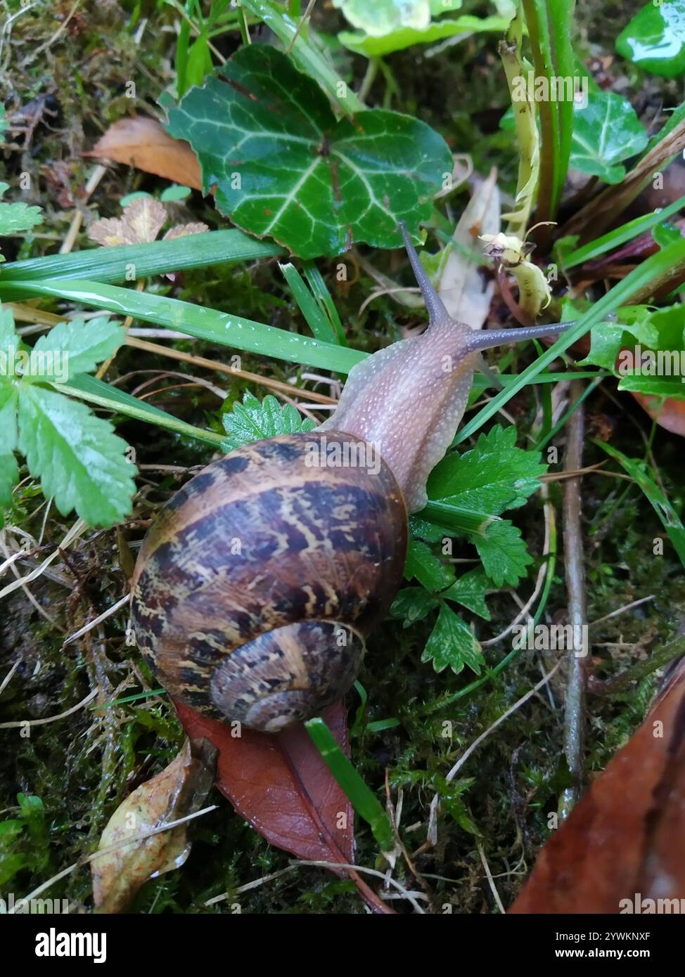 Garden Snail (Cornu aspersum Stock Photo - Alamy