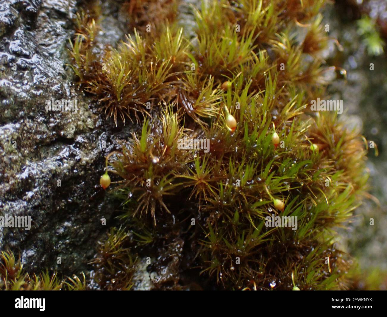 Sharp-leaved Blindia (Blindia acuta Stock Photo - Alamy