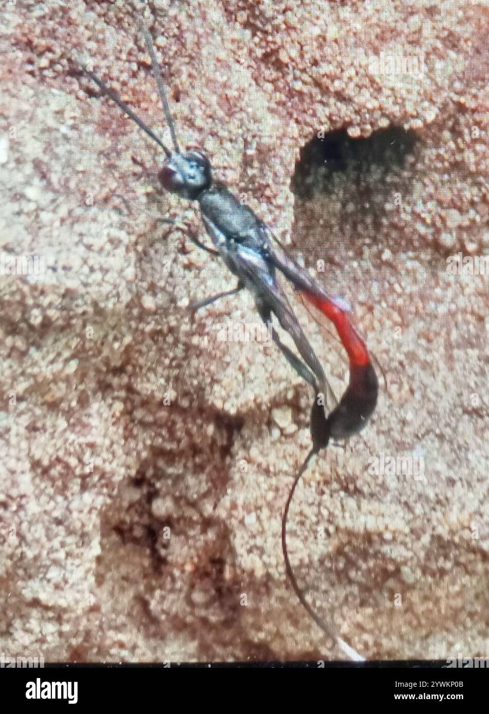 Javelin Wasp (Gasteruption jaculator Stock Photo - Alamy