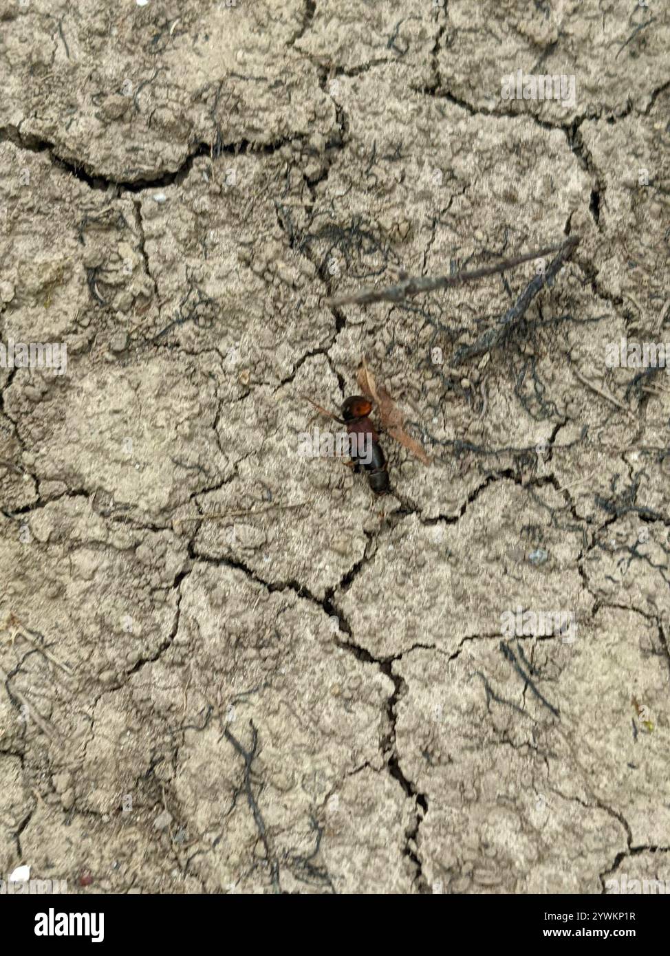 Cinnamon Rove Beetle (Platydracus cinnamopterus Stock Photo - Alamy