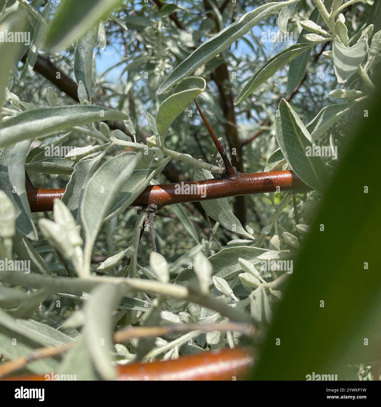 Russian olive (Elaeagnus angustifolia Stock Photo - Alamy