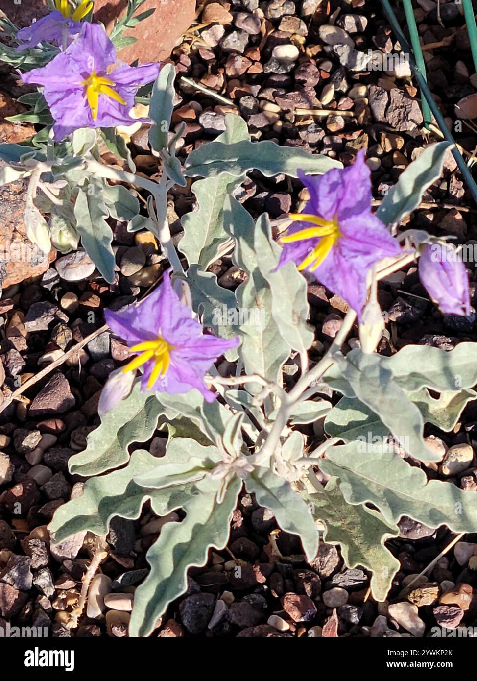 silverleaf nightshade (Solanum elaeagnifolium Stock Photo - Alamy