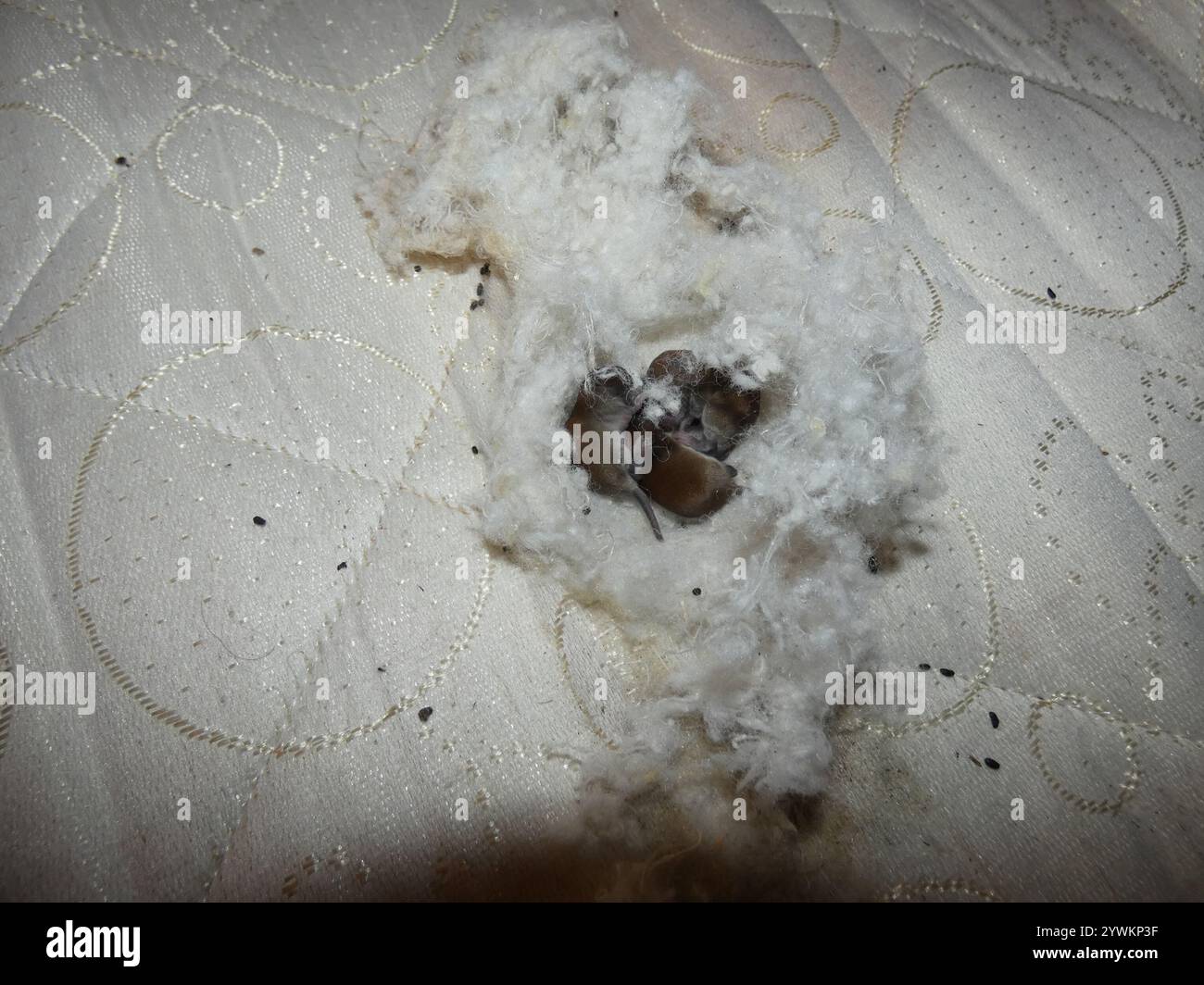 Old World Mice and Rats (Muridae Stock Photo - Alamy