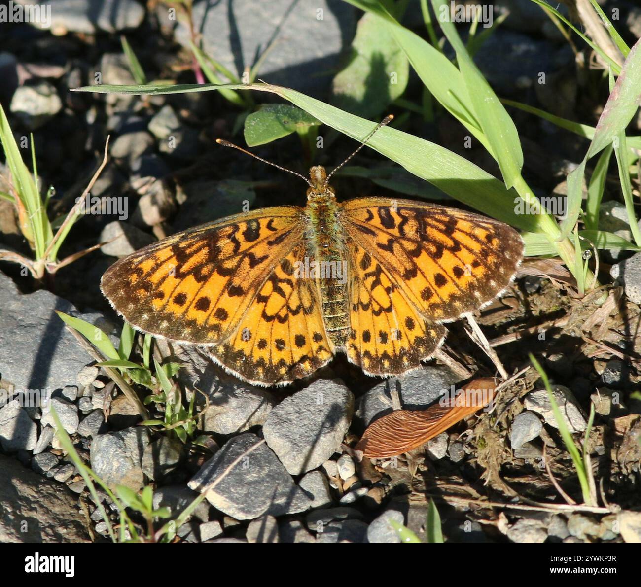 American Silver-bordered Fritillary (Boloria myrina Stock Photo - Alamy