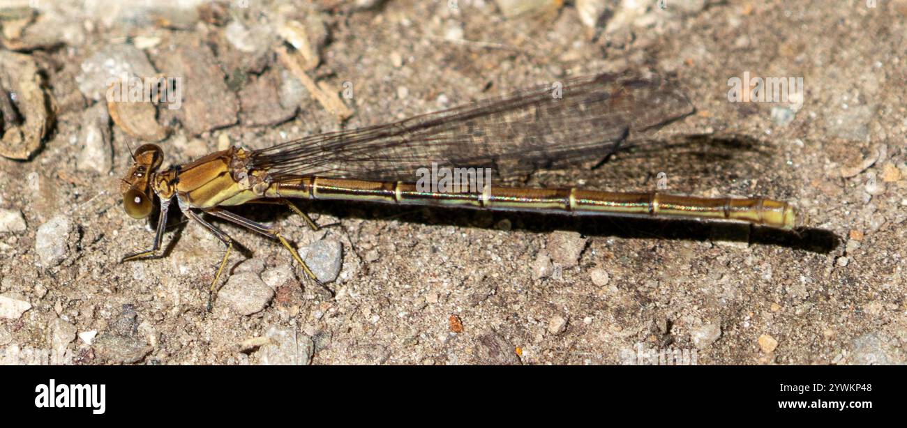 Argia moesta hi-res stock photography and images - Alamy