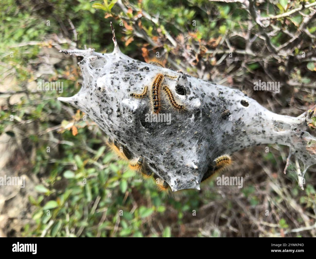 Western Tent Caterpillar Moth (Malacosoma californica Stock Photo - Alamy