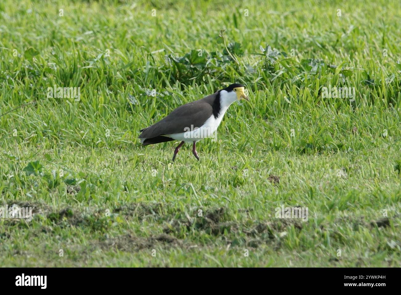 Black-shouldered Masked Lapwing (Vanellus miles novaehollandiae Stock ...