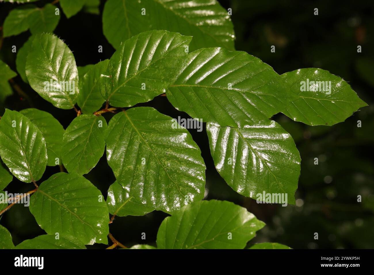 European beech (Fagus sylvatica Stock Photo - Alamy